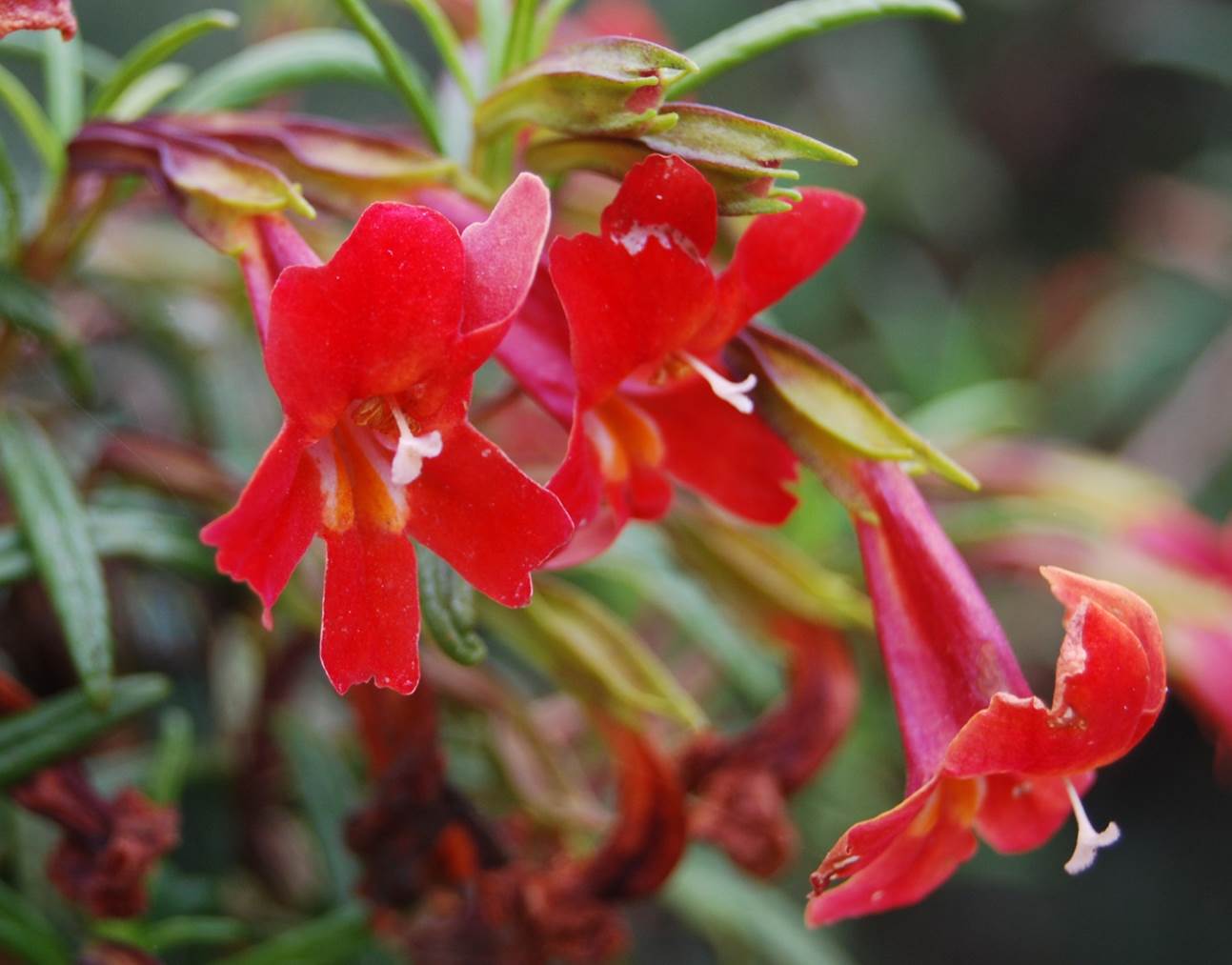 Bush Monkey Flower - Native Plants - CSU Channel Islands