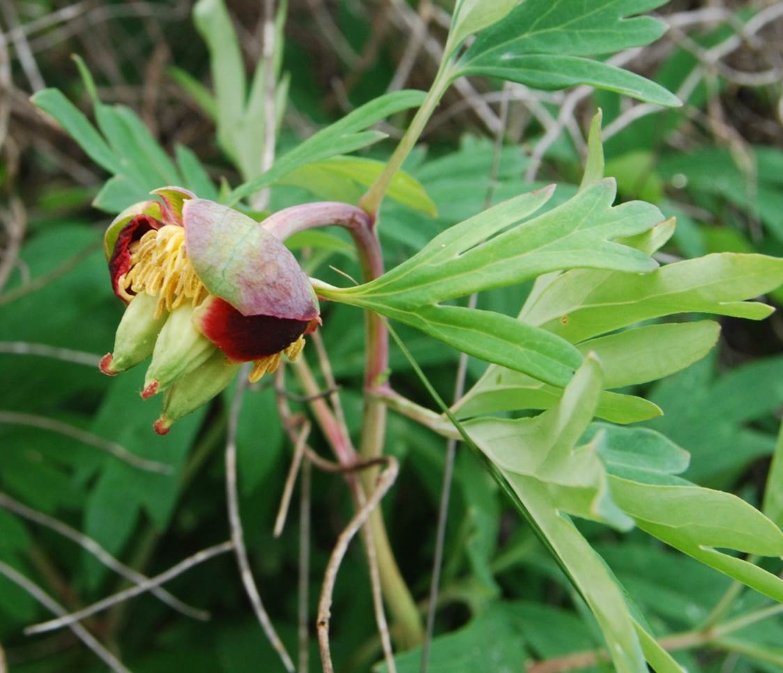 Wild Peony - Native Plants - CSU Channel Islands